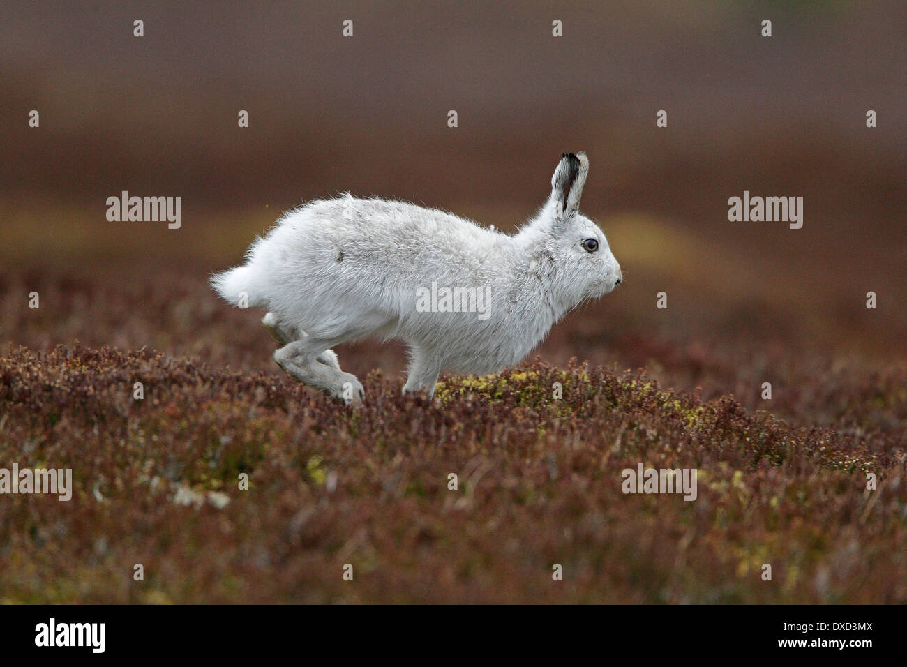 Mountain Hare running in winter coat on heather Stock Photo - Alamy