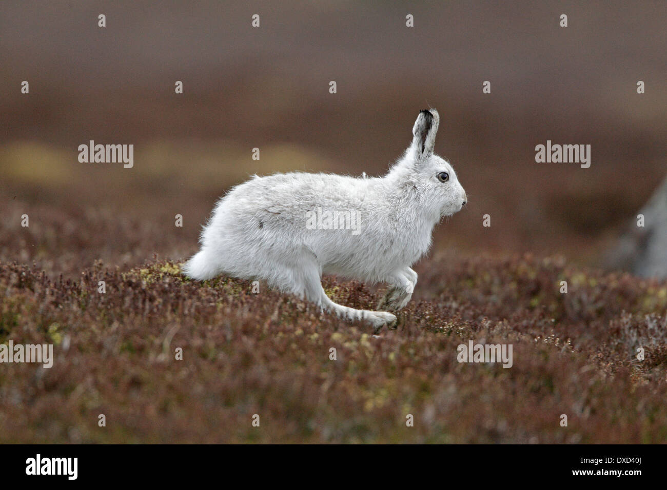 The mountain hare hi-res stock photography and images - Alamy