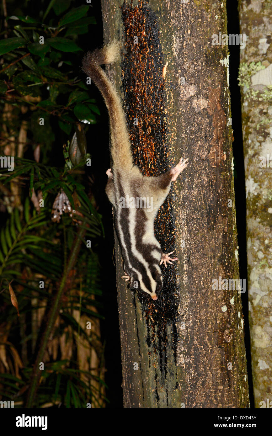 Striped possum (Dactylopsila trivigata) feeding on tree sap Stock Photo ...