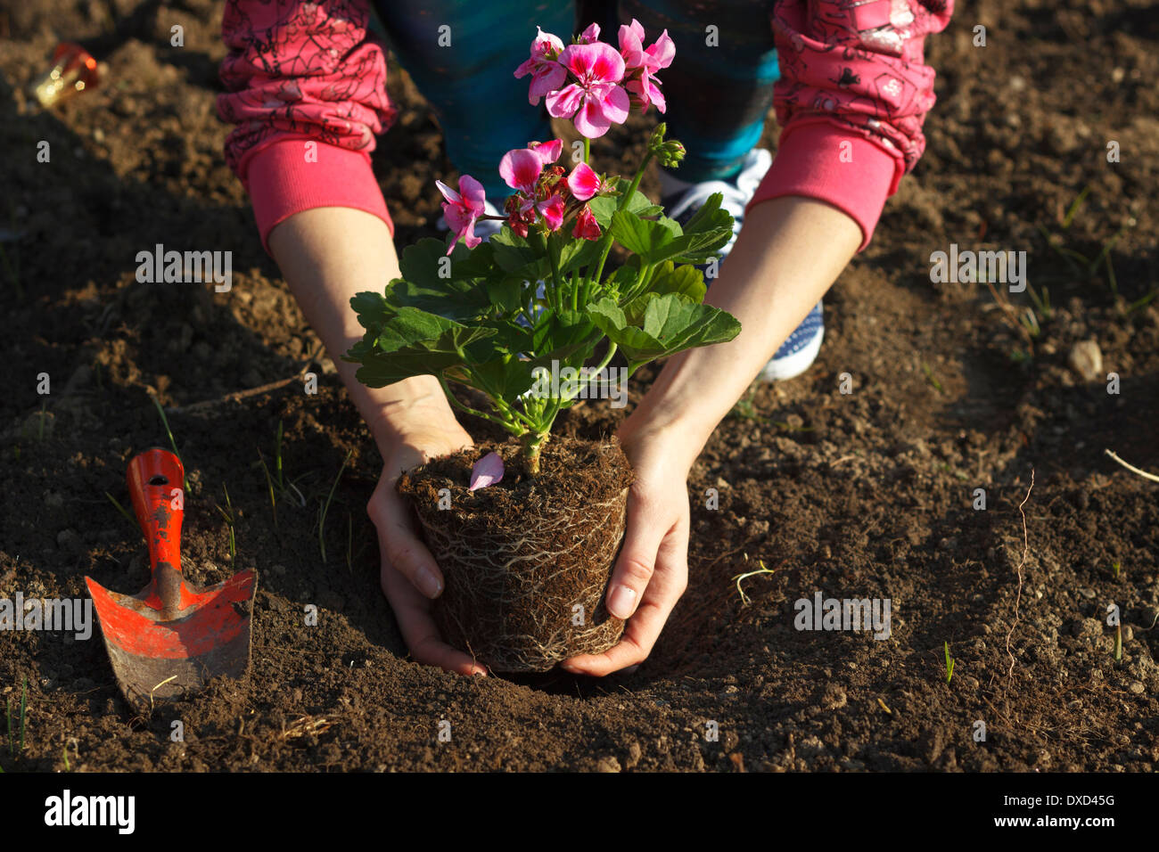 Planting geraniums into the main garden Stock Photo - Alamy