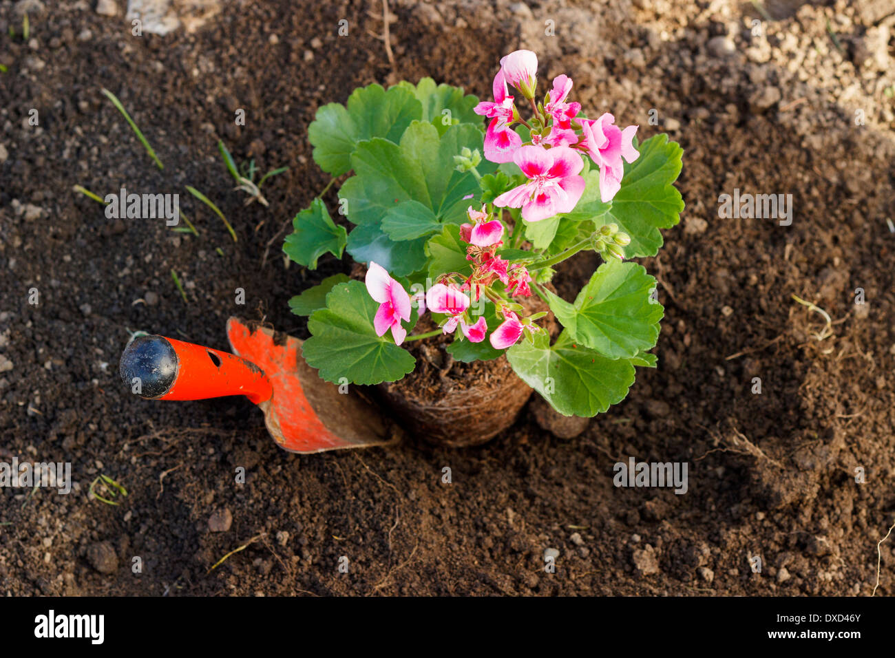 Planting geraniums in the main garden Stock Photo - Alamy