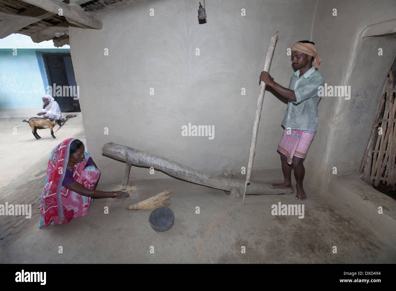 Tribal couple using this Dheki (a traditional wooden rice thrasher ...