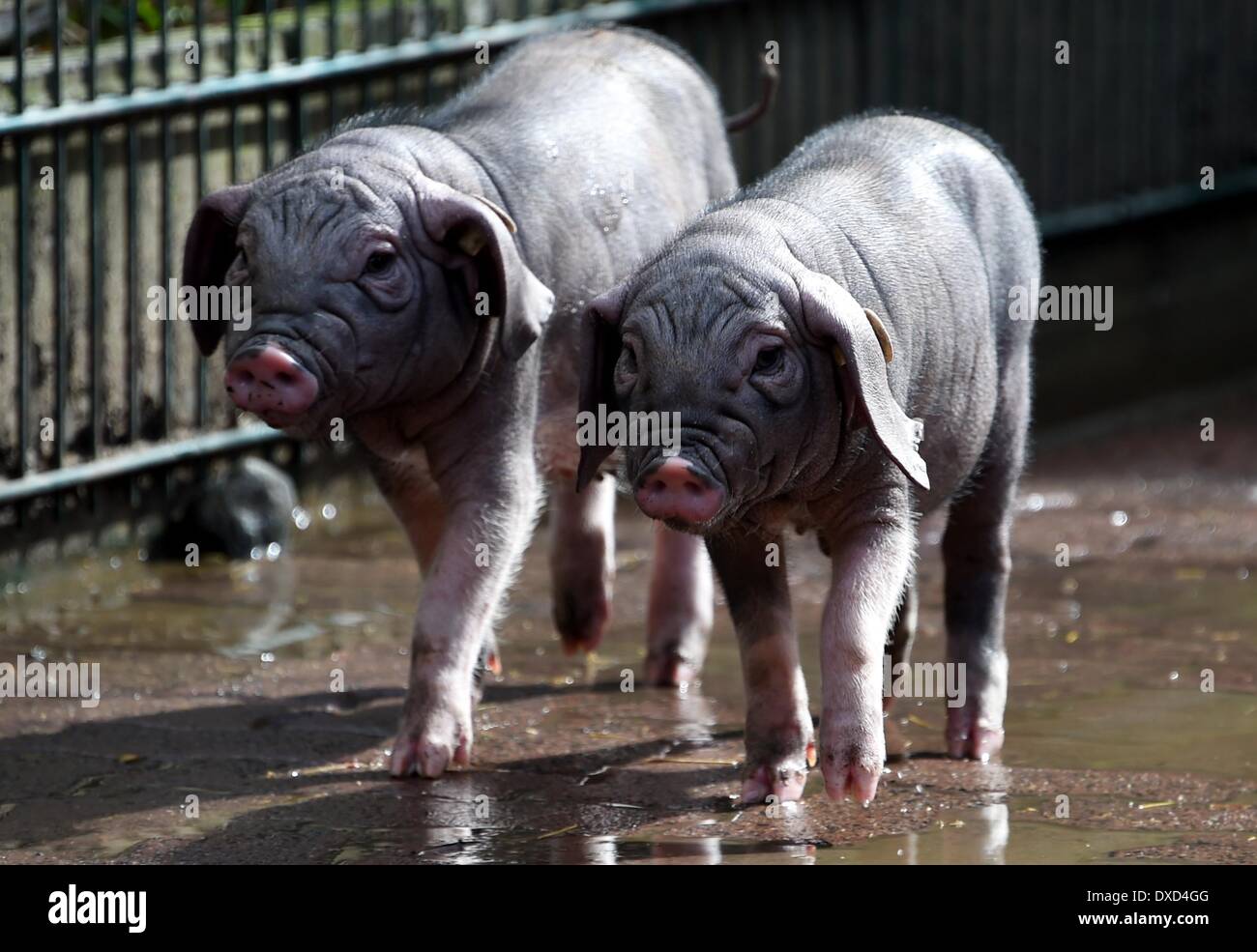 Meishan hi-res stock photography and images - Alamy