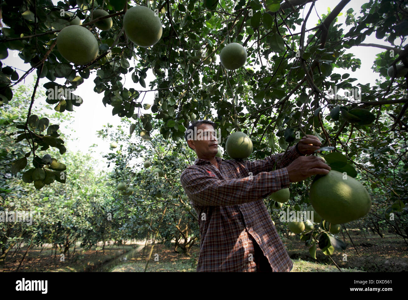 Thailand pomelo farm hi-res stock photography and images - Alamy