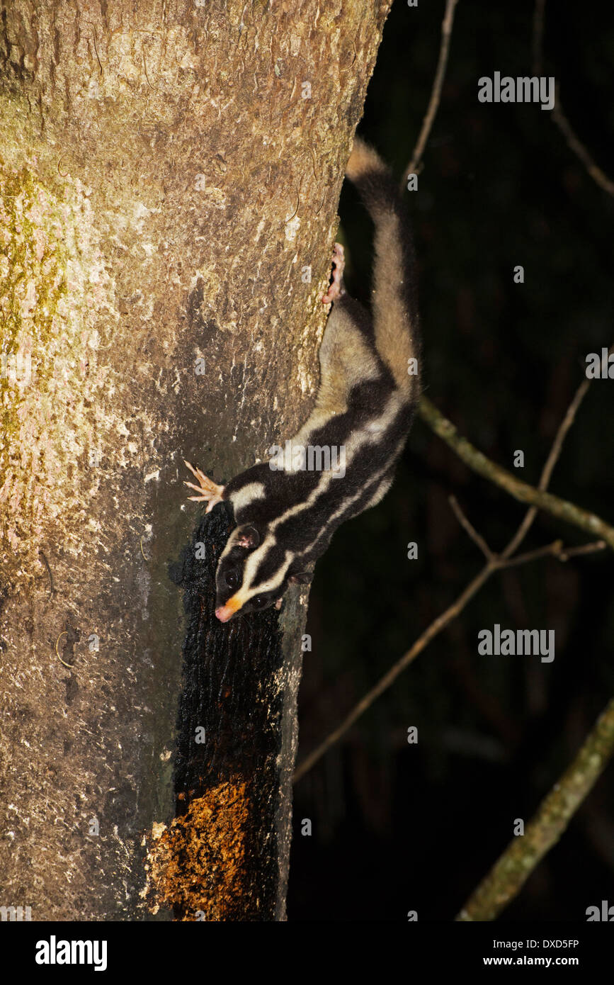 Striped possum (Dactylopsila trivigata) feeding on tree sap Stock Photo ...