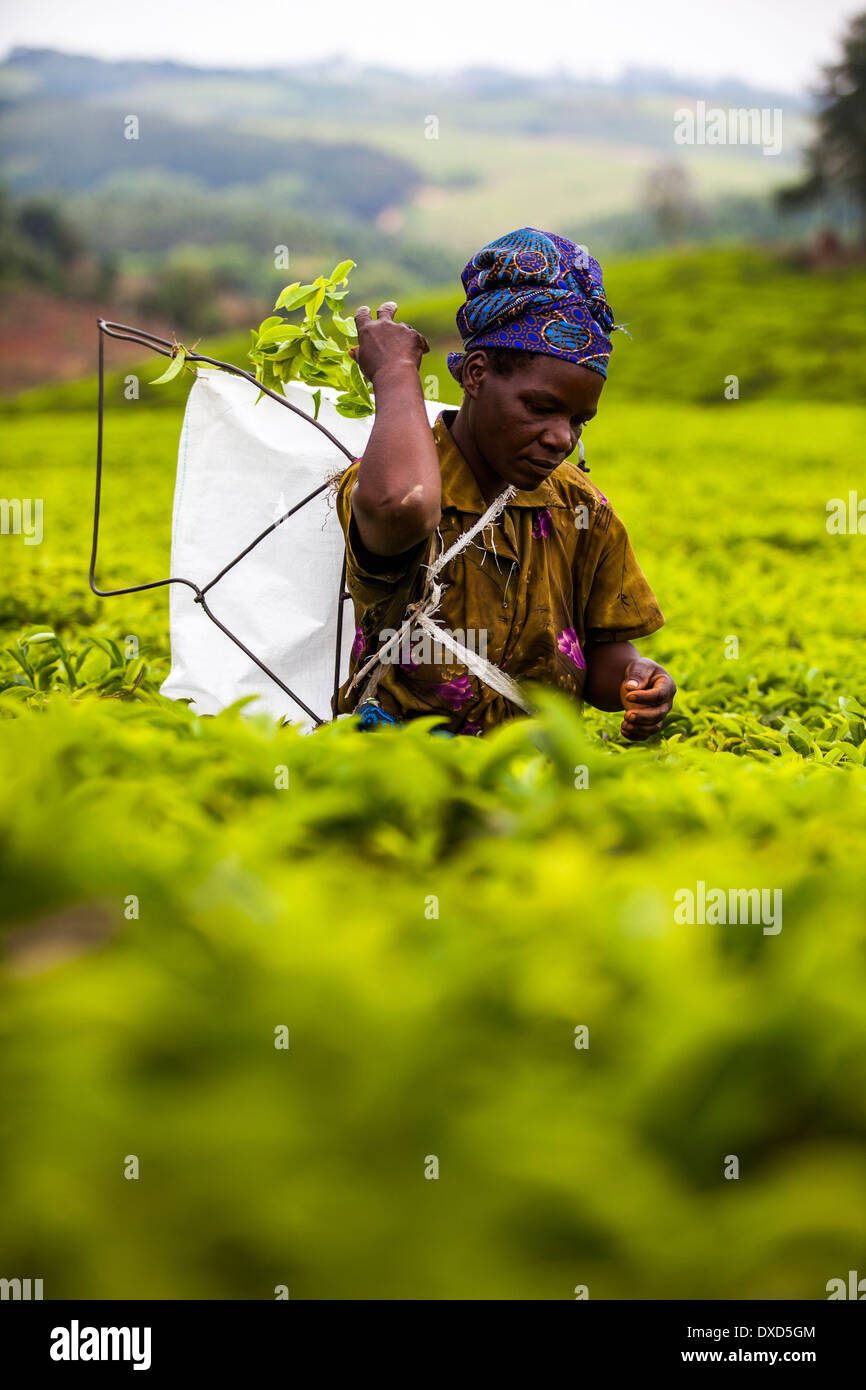 Woman tea plucker picking Fairtrade tea on a lush tea estate in Malawi ...