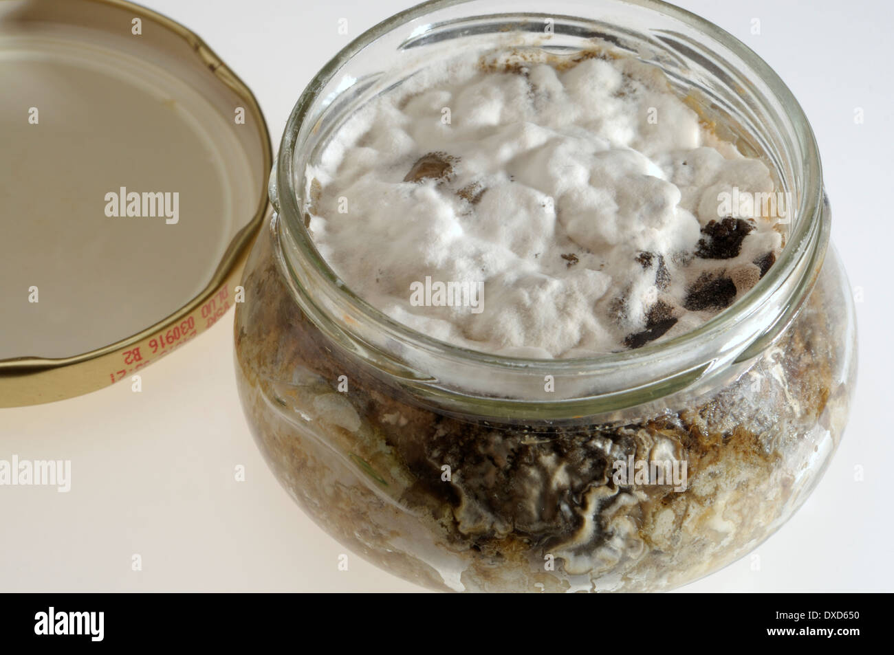 Mould growth hi-res stock photography and images - Alamy
