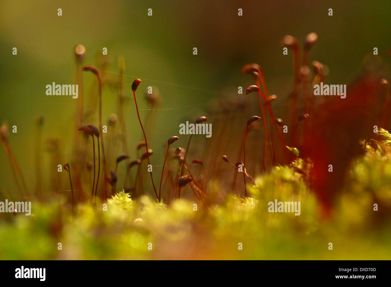 Moss leucobryum glaucum hi-res stock photography and images - Alamy