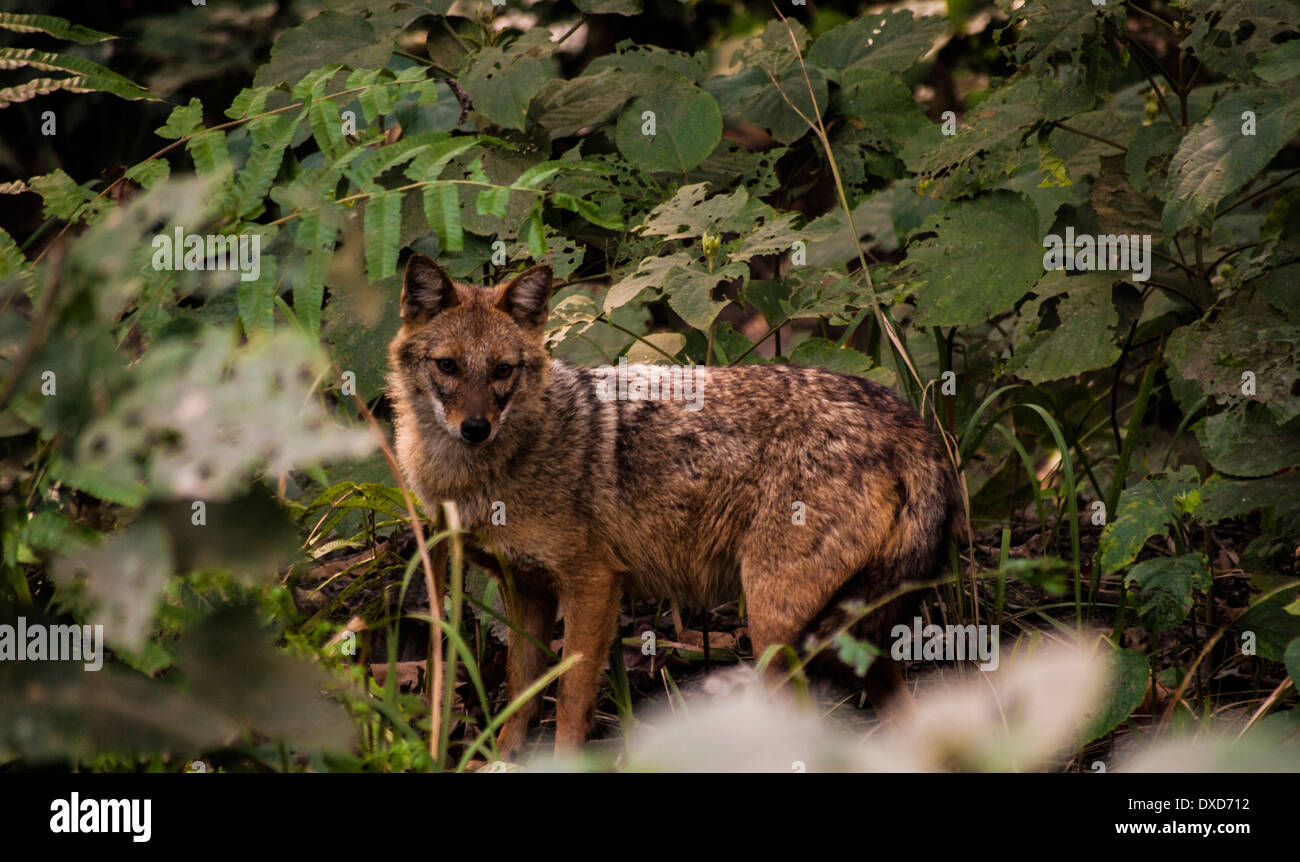 Golden jackal forest hi-res stock photography and images - Alamy