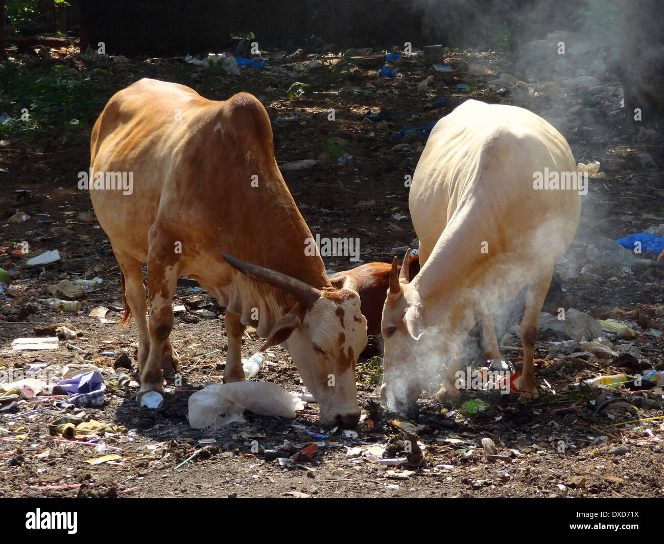 some cows on a garbage dunp in India Stock Photo - Alamy
