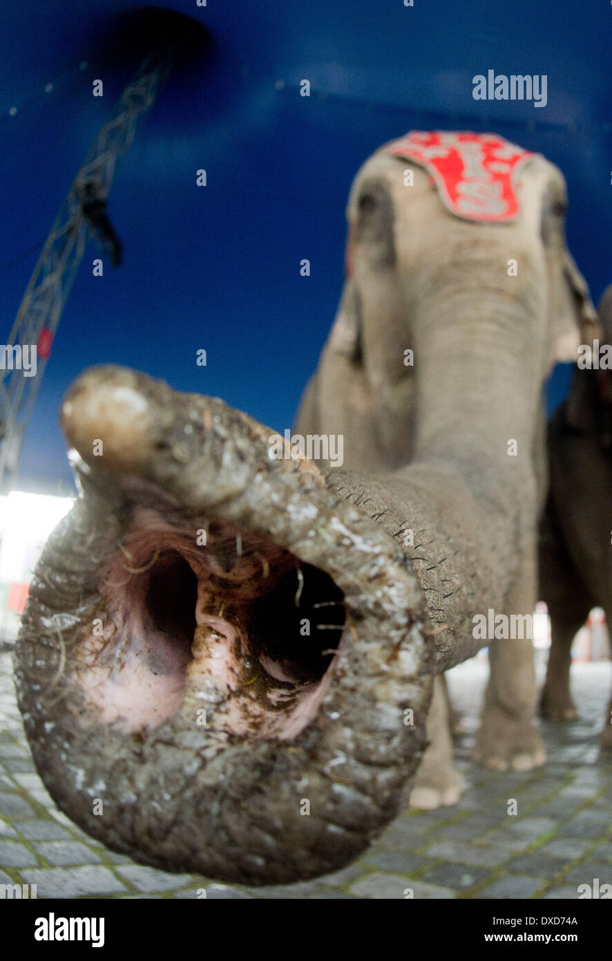 Hanover, Germany. 24th Mar, 2014. An elephant holds its trunk in front ...