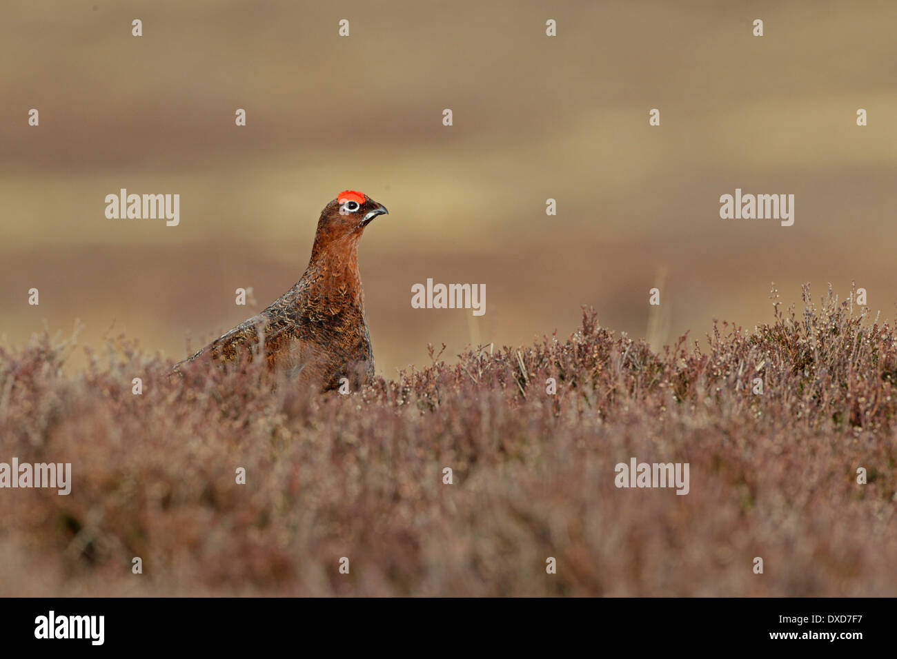 Male Red Grouse on heather Stock Photo - Alamy
