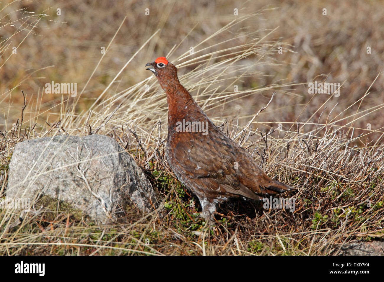 Male Red Grouse calling Stock Photo - Alamy