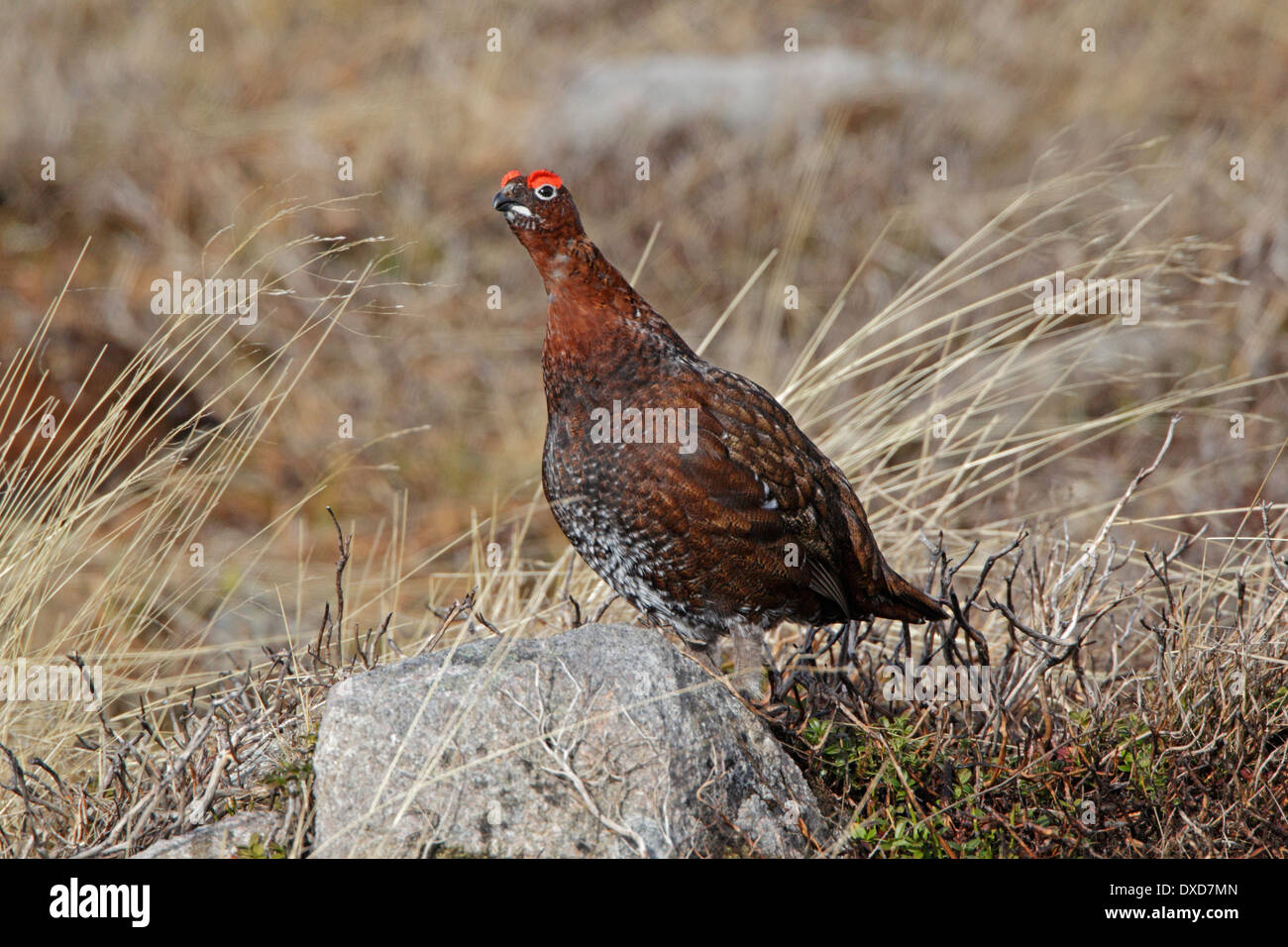 Rock grouse hi-res stock photography and images - Alamy