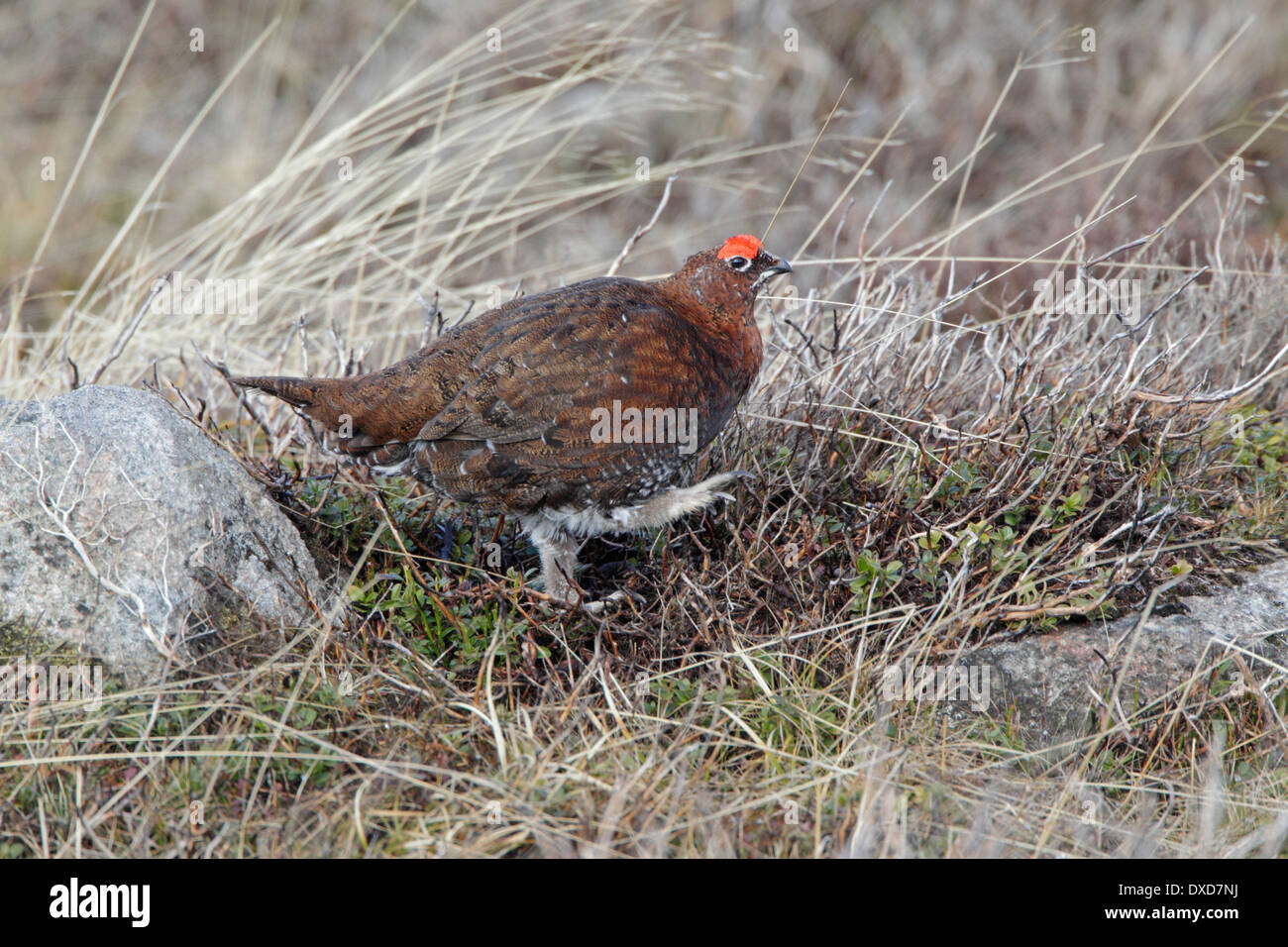 Grouse red male lagopus hi-res stock photography and images - Alamy