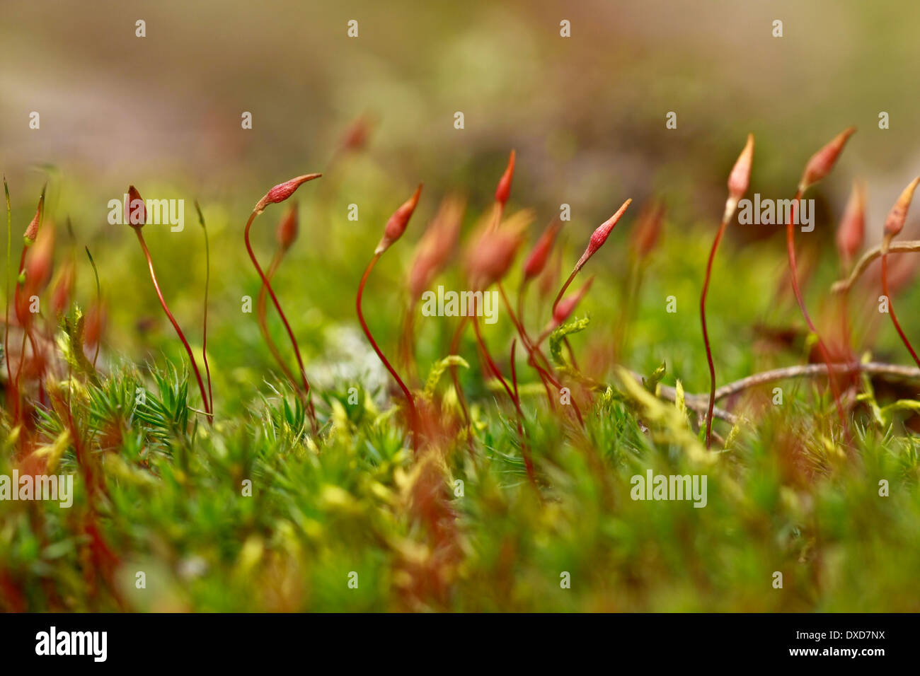 Moss on forest ground hi-res stock photography and images - Alamy
