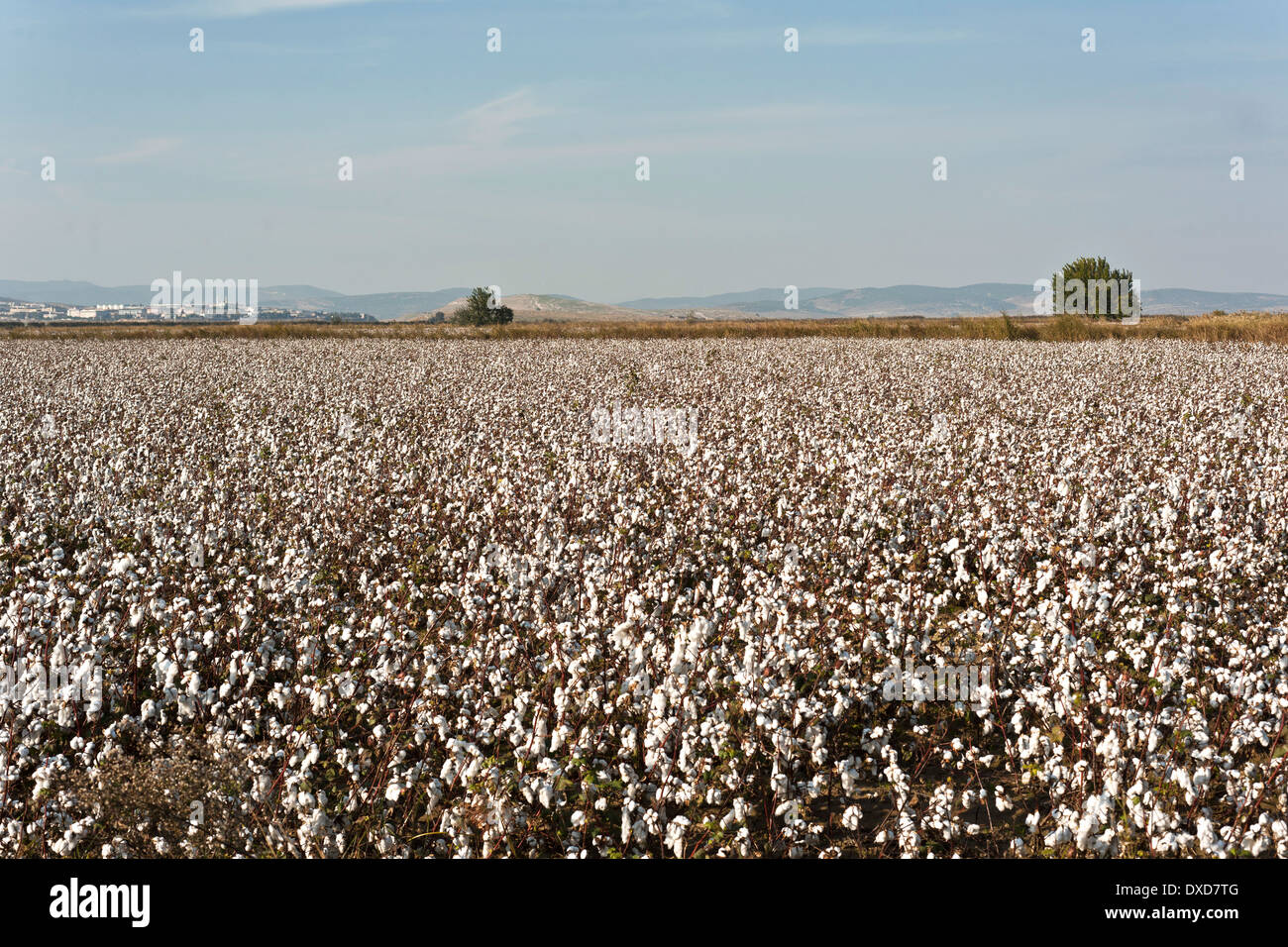 Lubbock texas cotton field hi-res stock photography and images - Alamy