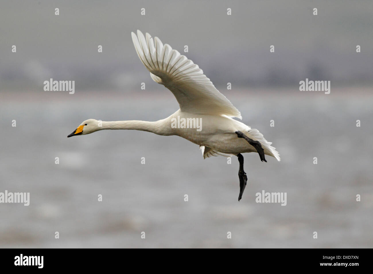 Whooper Swan in flight Scotland Stock Photo - Alamy