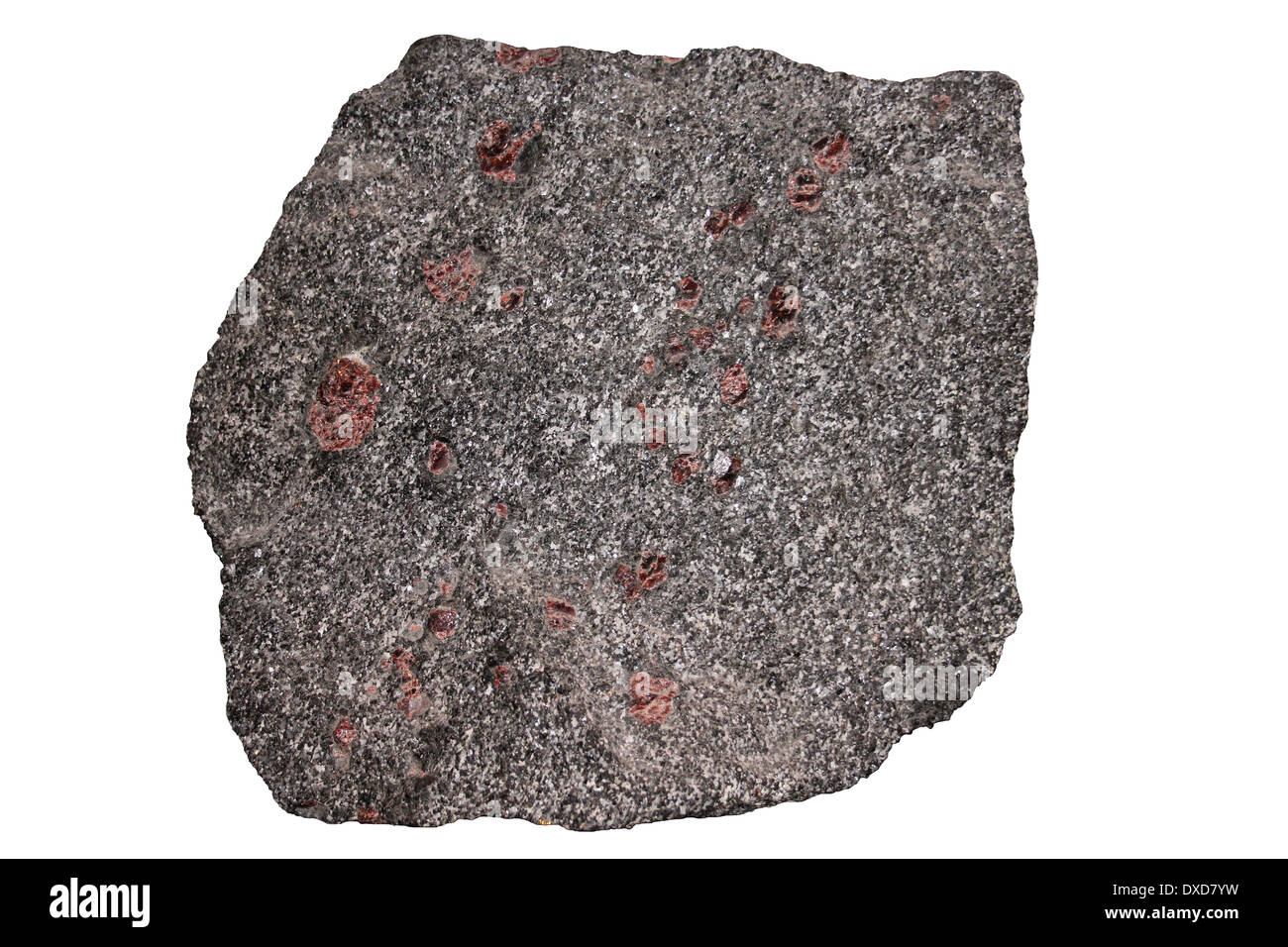 Gneiss (Almandine & Hornblende) Tvedestrand, Norway Precambrian Stock ...