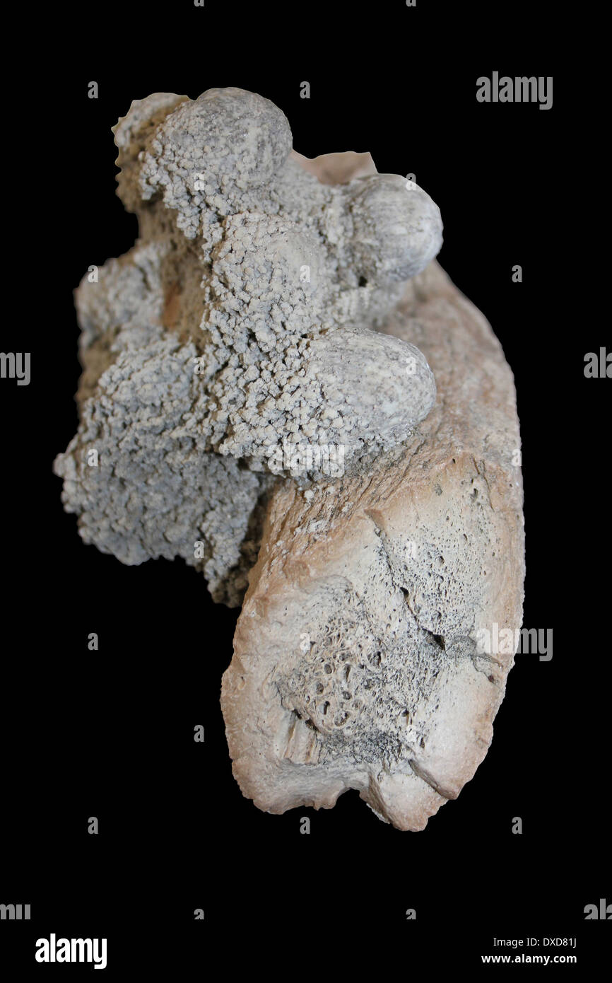 Calcite Concretion On Hippopotamus gorgops Bone, Olduvai Gorge ...