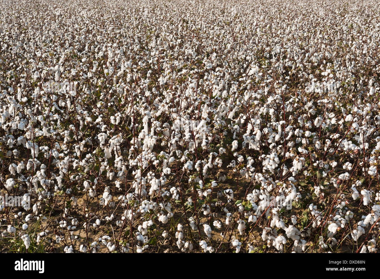 Lubbock texas cotton field hi-res stock photography and images - Alamy