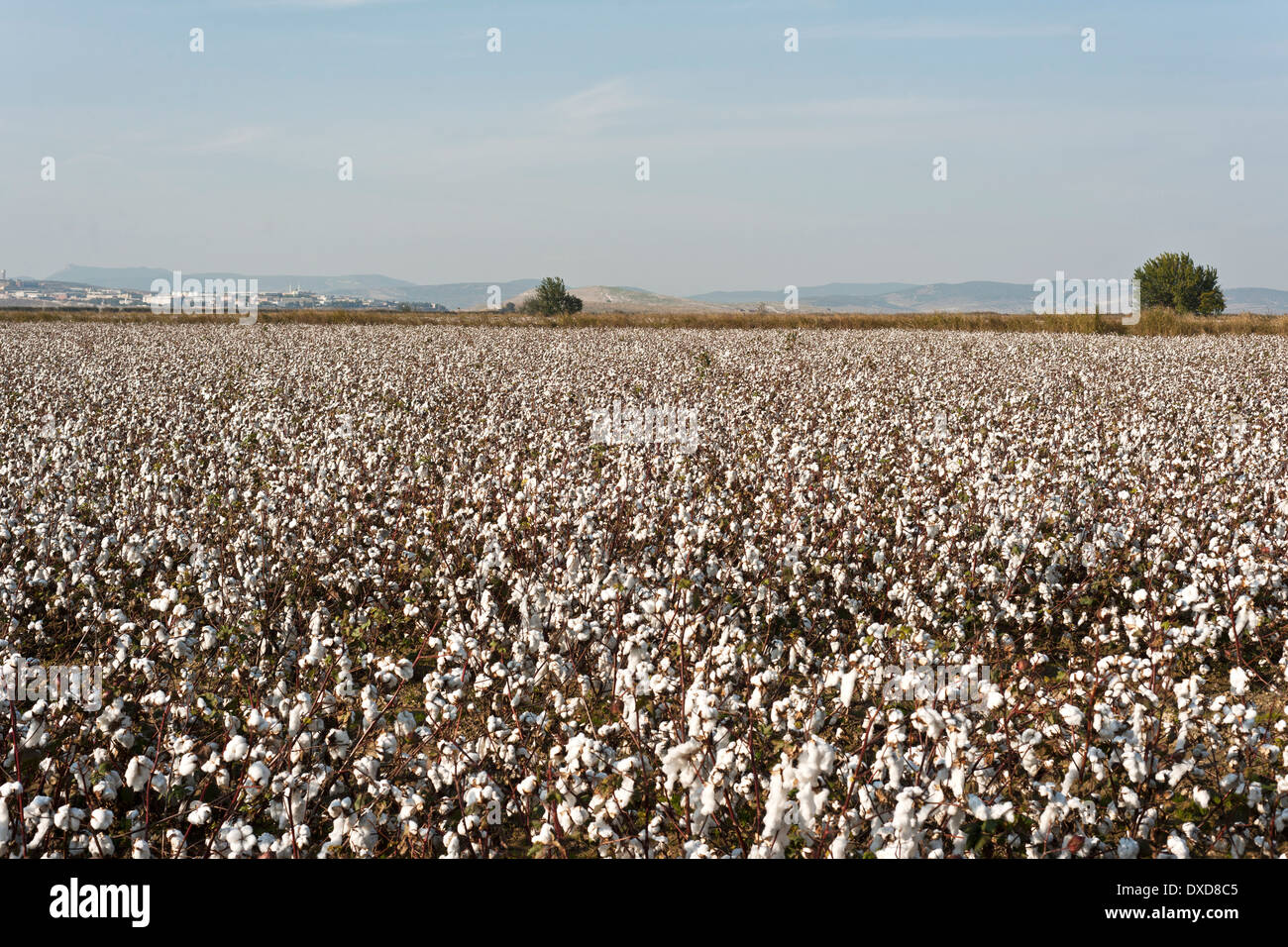 Lubbock texas cotton hi-res stock photography and images - Alamy