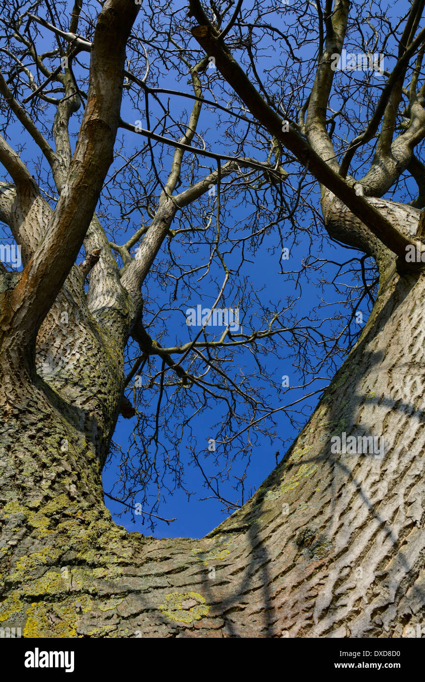 Looking up at a big old tree with branches and blue sky without leaves ...