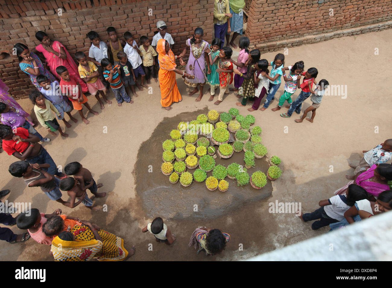 Tribal people celebrating Karma Puja festival with seedlings. Baludih ...