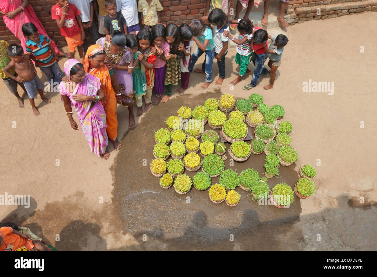 Tribal people celebrating Karma Puja festival with seedlings. Baludih ...