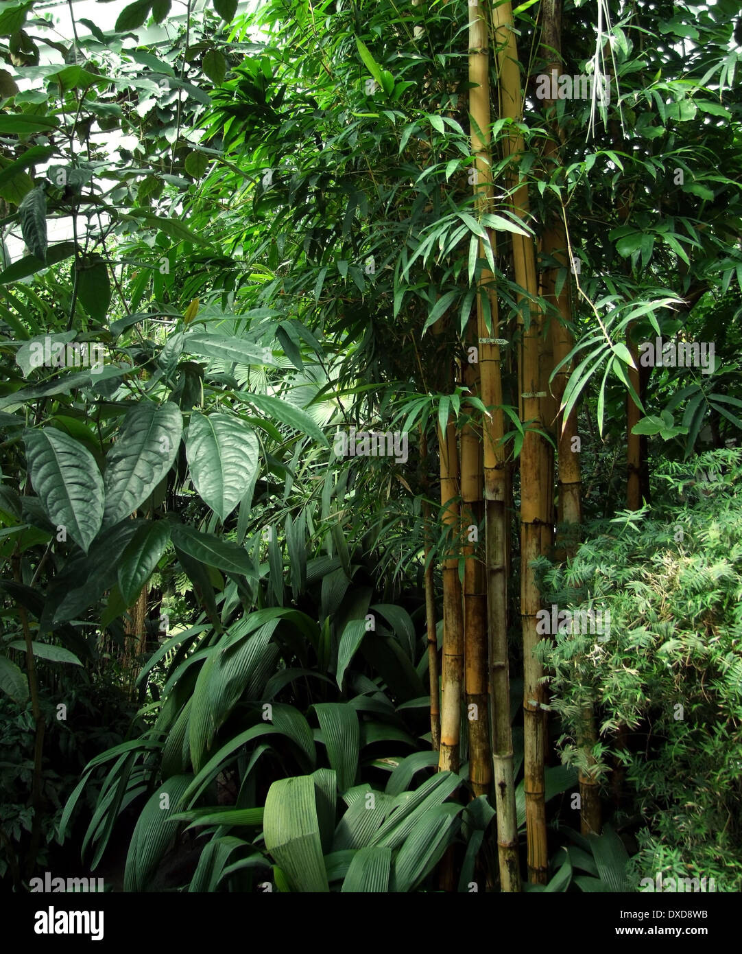 Tropical plants greenhouse inside hi-res stock photography and images ...