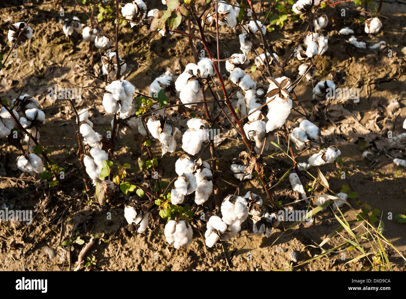 Lubbock texas cotton field hi-res stock photography and images - Alamy