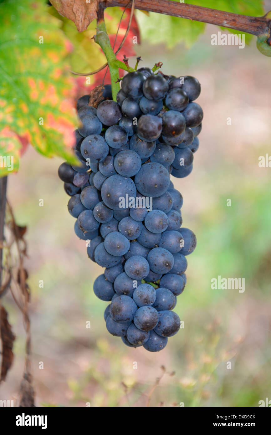 Blaue mosel hi-res stock photography and images - Alamy Blaue mosel hi-res stock photography and images - Alamy