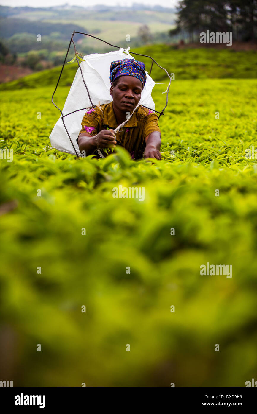 Woman tea plucker picking Fairtrade tea on a lush tea estate in Malawi ...