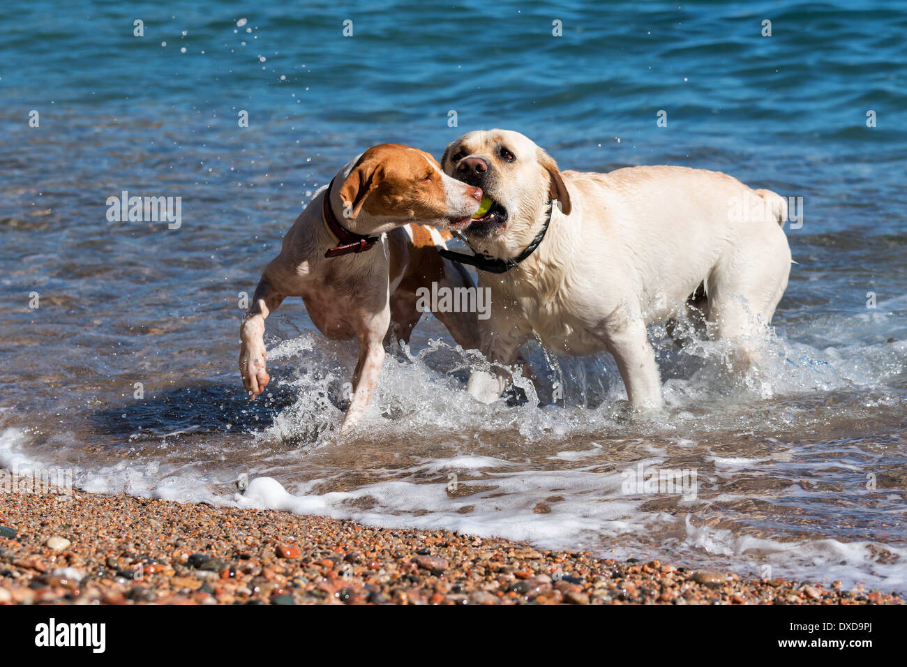 Dogs playing in the water Stock Photo - Alamy