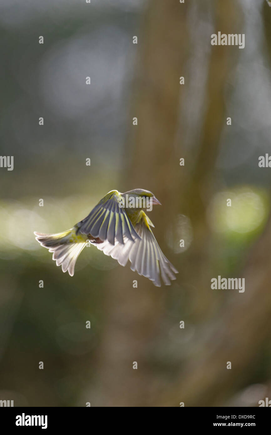 Male greenfinch in flight hi-res stock photography and images - Alamy