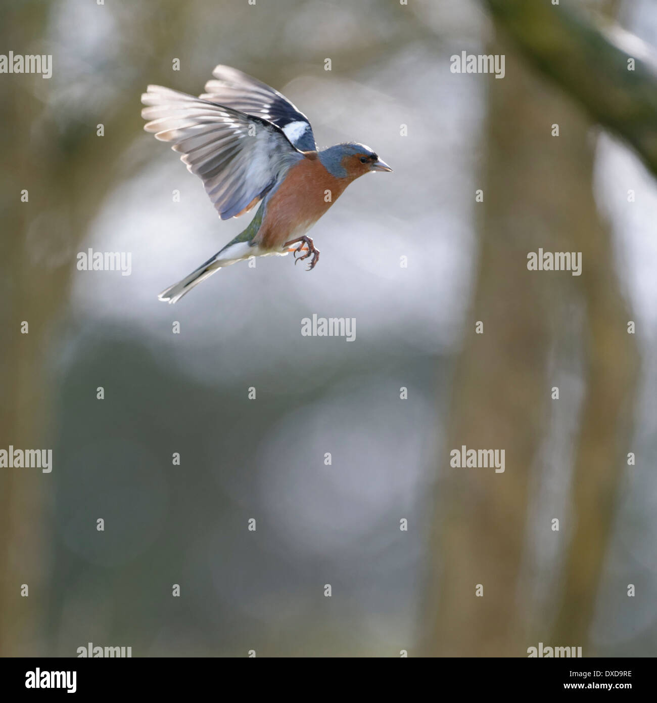 Male chaffinch flying in woodland Stock Photo - Alamy