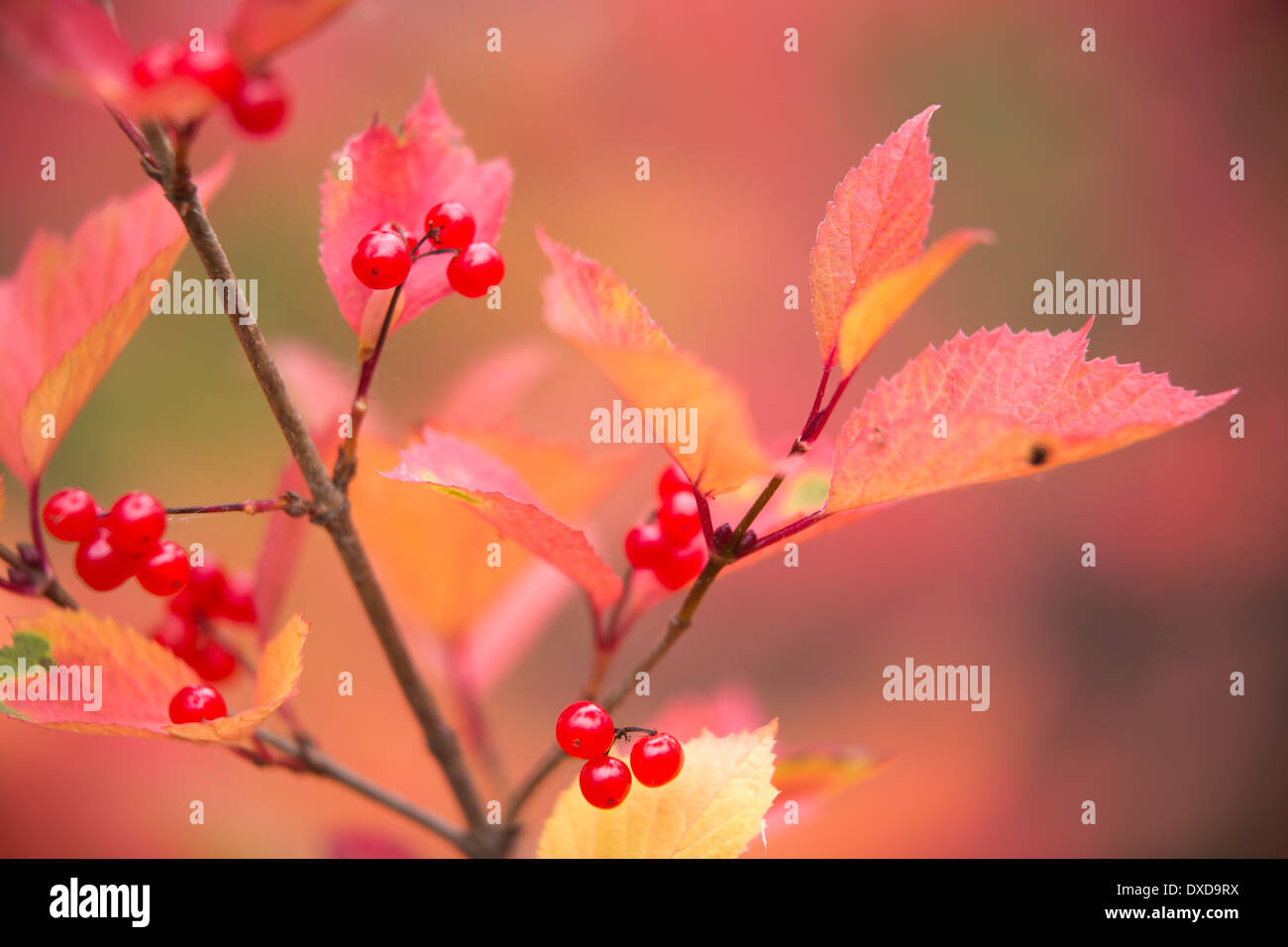 Little atlin hi-res stock photography and images - Alamy