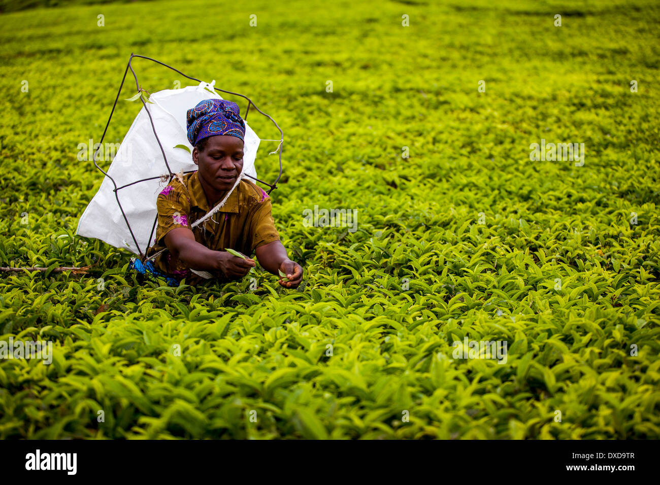 Woman tea plucker picking Fairtrade tea on a lush tea estate in Malawi ...