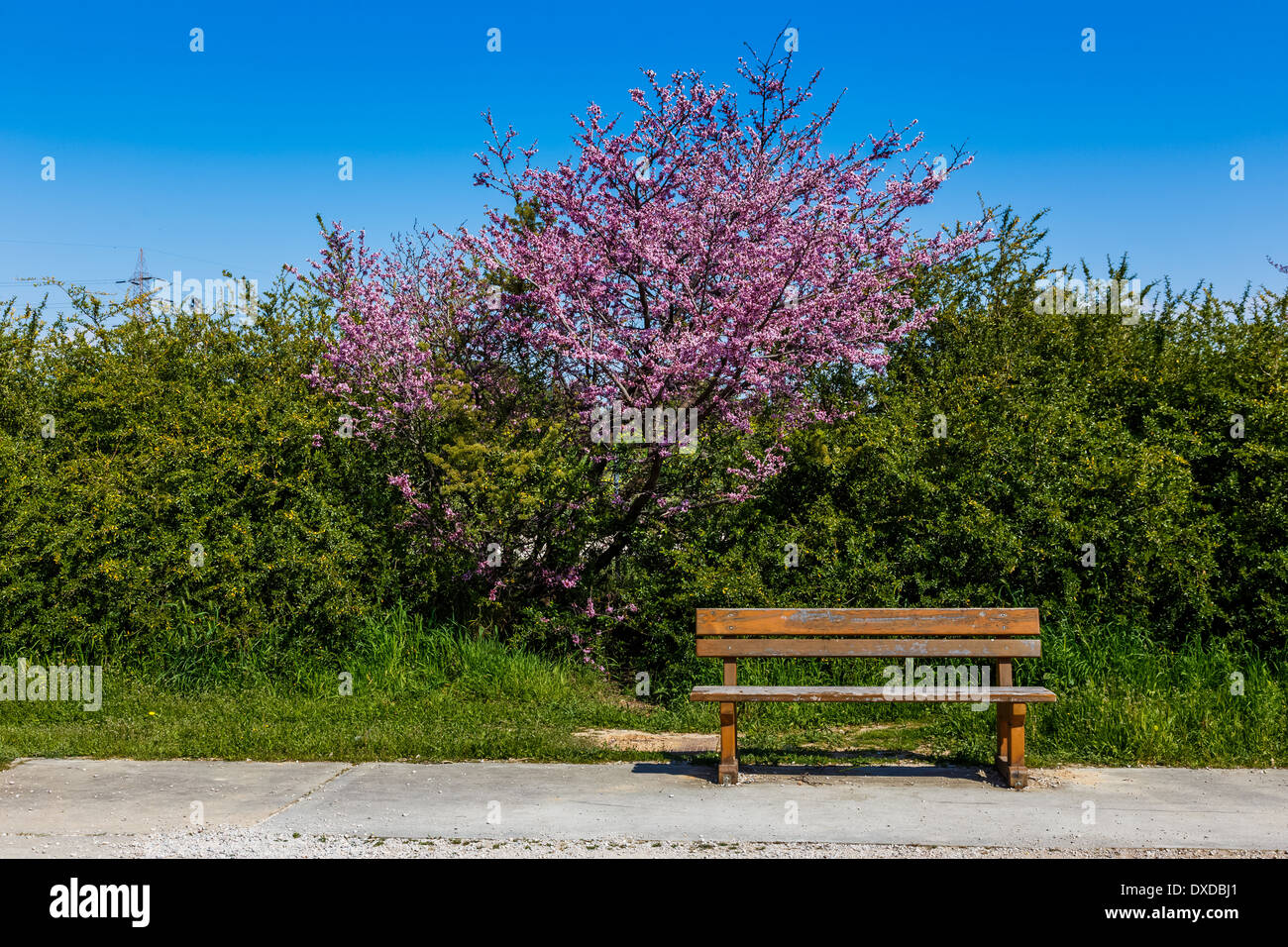 Lonely bench at park with green foliage and blossomed tree in the back ...