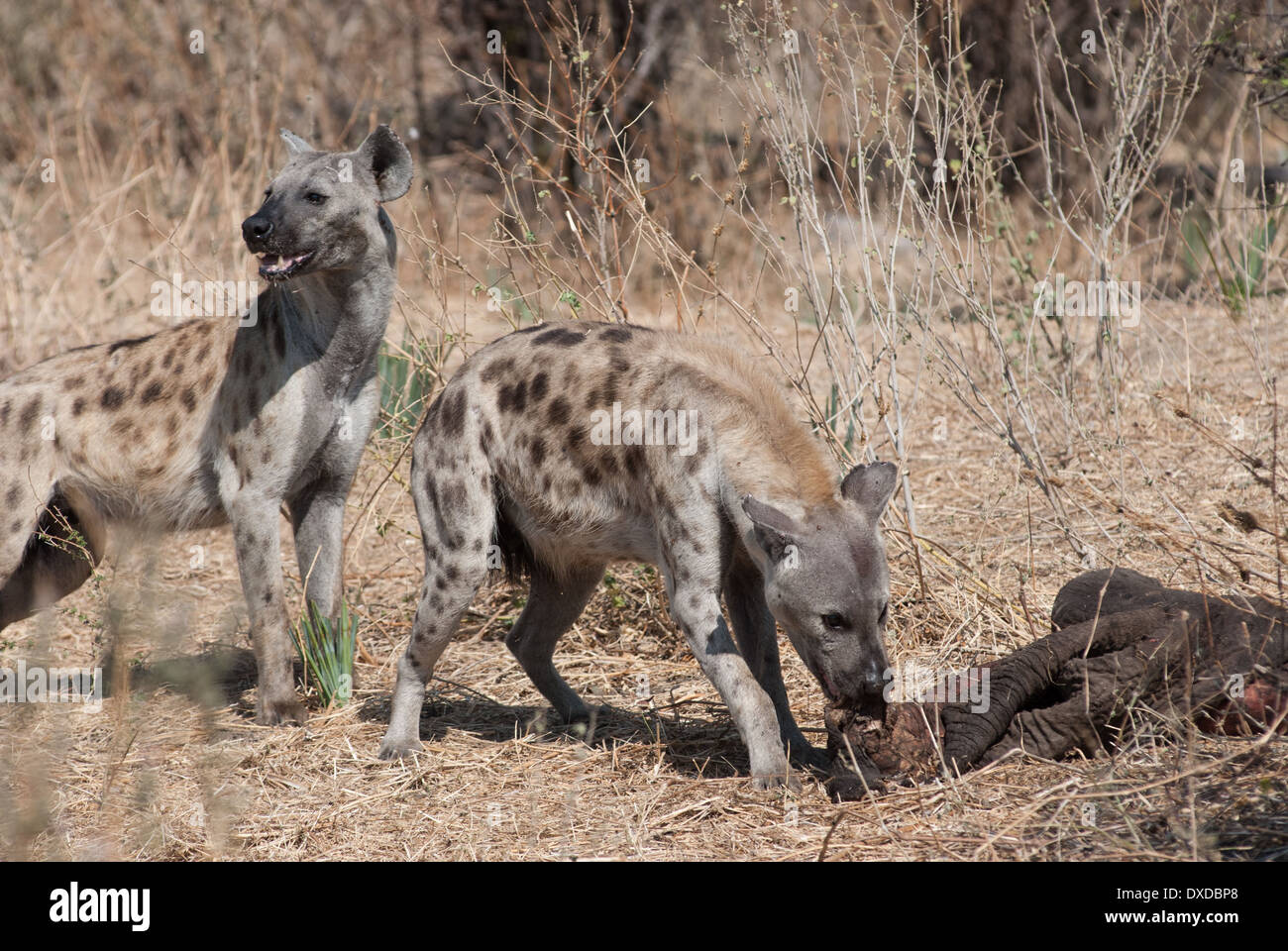 hyenas are eating an elefgant Stock Photo - Alamy