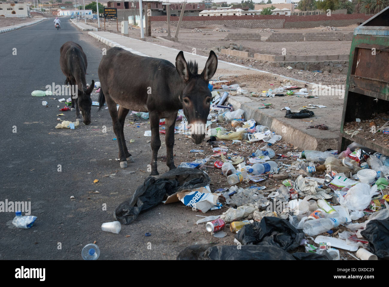 Asses hi-res stock photography and images - Alamy