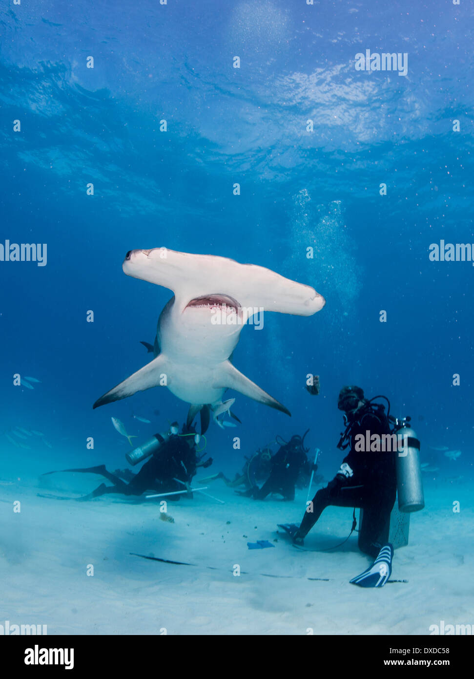 Great Hammerhead Shark, Sphyrna mokarran, Bimini, Bahamas Stock Photo ...
