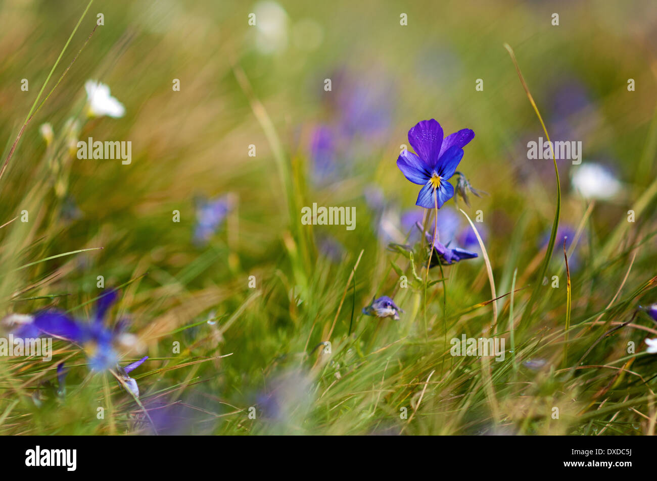Violet flower in the field- selective focus on a single flower Stock ...