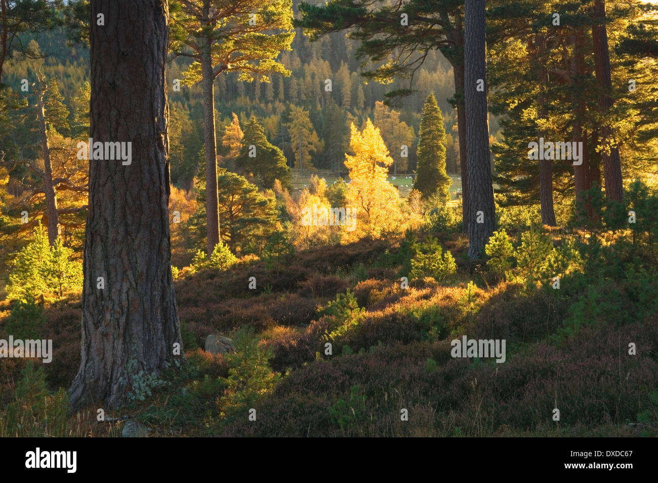 Woodland on Mar Lodge Estate in autumn, Cairngorms National Park ...