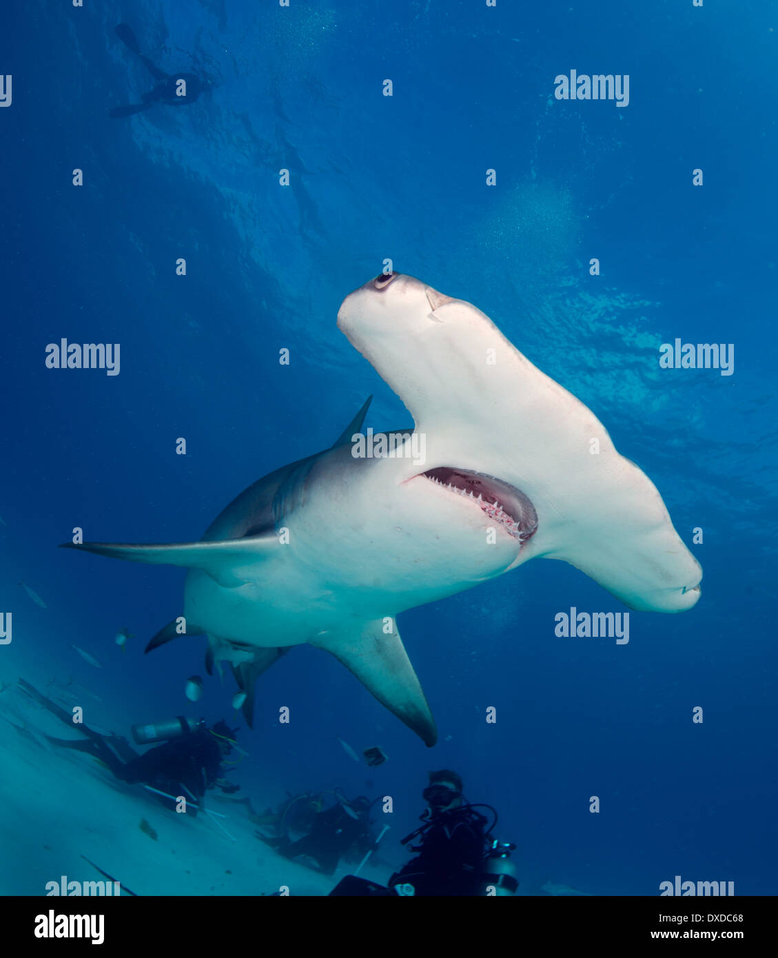 Great Hammerhead Shark, Sphyrna mokarran, Bimini, Bahamas Stock Photo ...