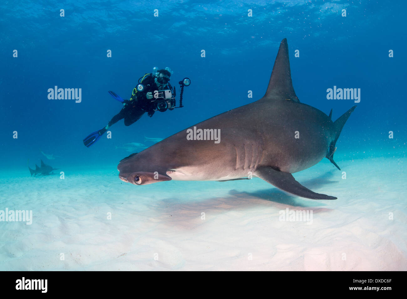 Big shark with human hi-res stock photography and images - Alamy