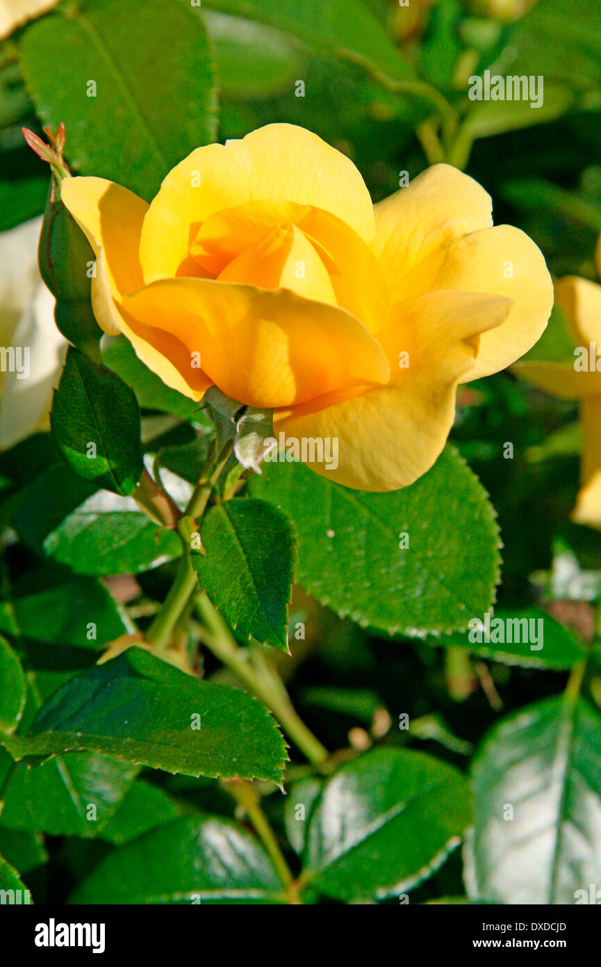 Ornamental rose rosa spec hi-res stock photography and images - Alamy