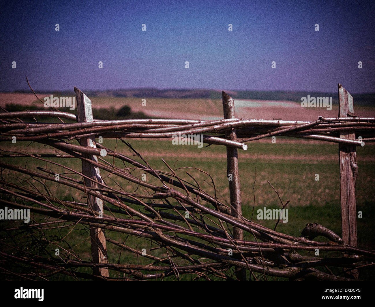 Traditional hedge laying hedge hi-res stock photography and images - Alamy