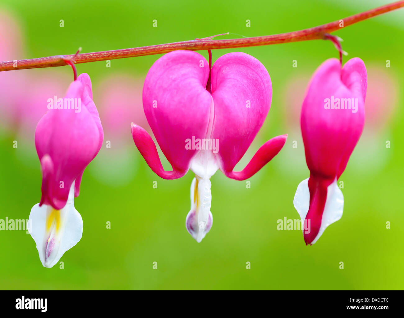 Soft selective focus of individual flowers of bleeding heart [Dicentra ...