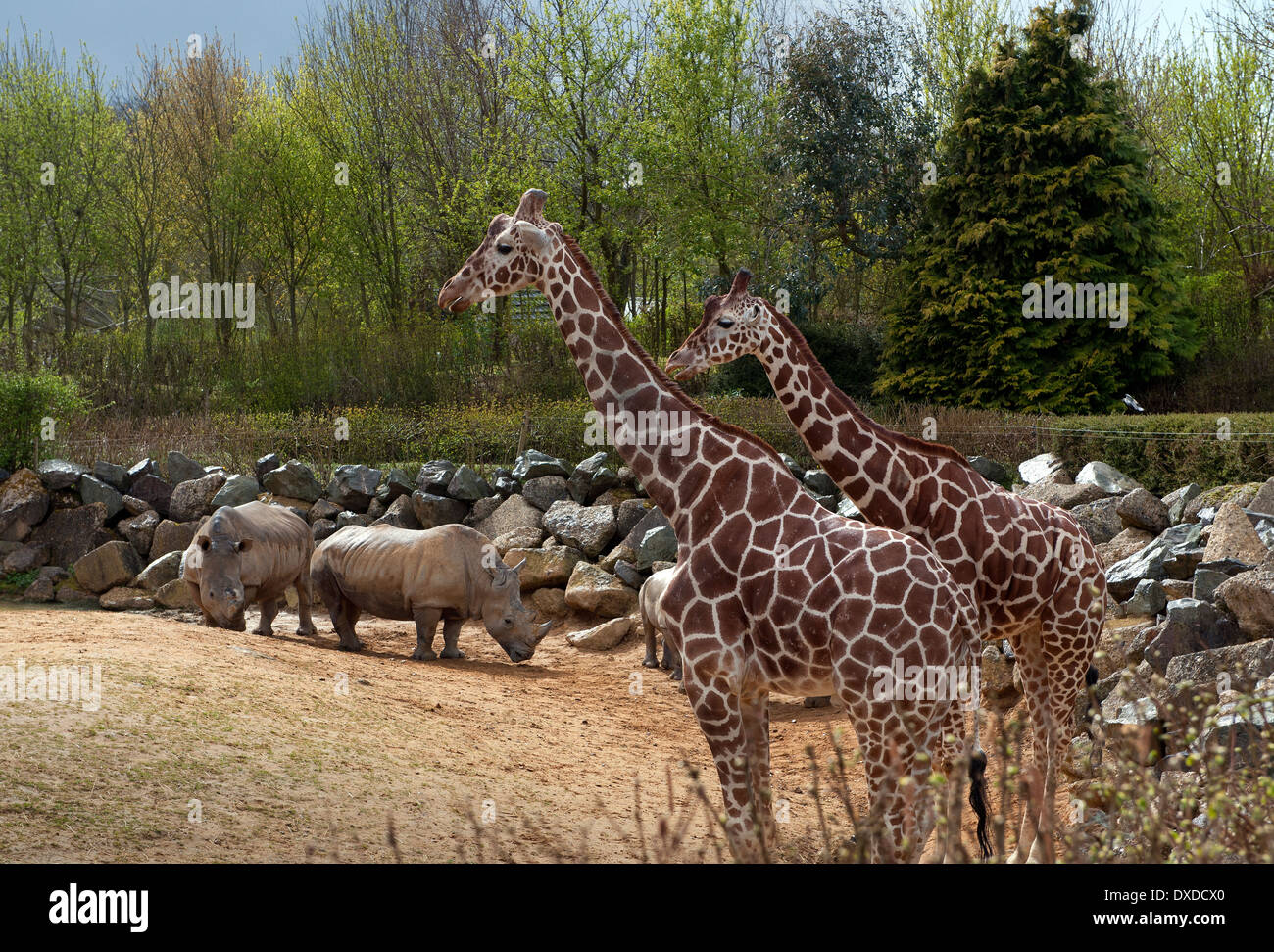 At colchester zoo hi-res stock photography and images - Alamy